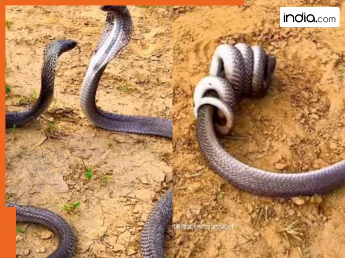 Snake Fight: खुले मैदान में आपस में भिड़ गए 2 किंग कोबरा, आगे जो हुआ वो ...