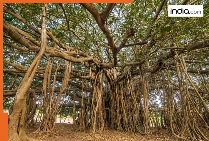 Do you know World largest banyan tree, also known as Living Coffin, is ...