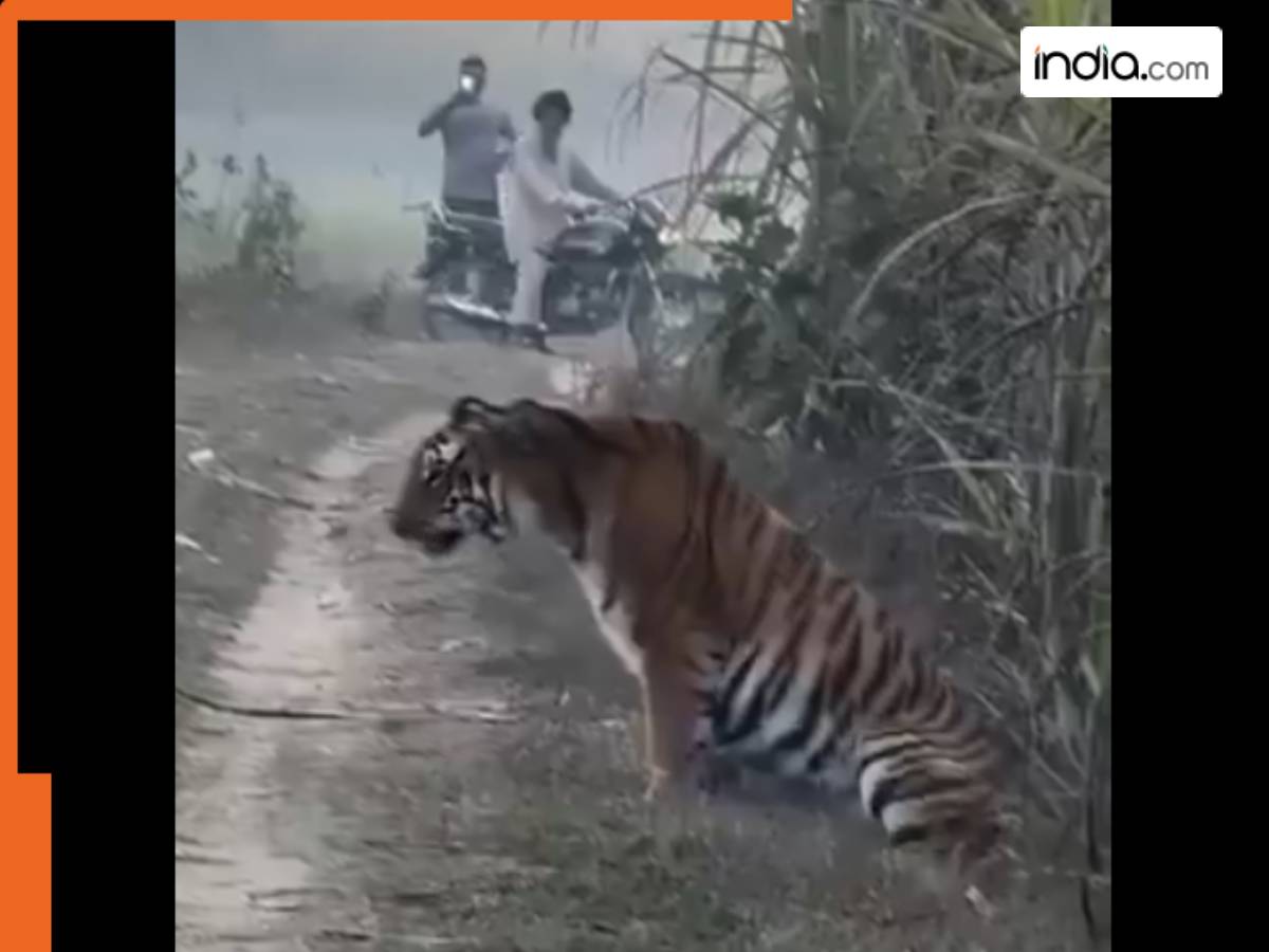 Tiger Ka Video: खेत में किसान का हो गया खूंखार टाइगर से सामना, आगे हुआ दिल दहला देने वाला वाकया ...