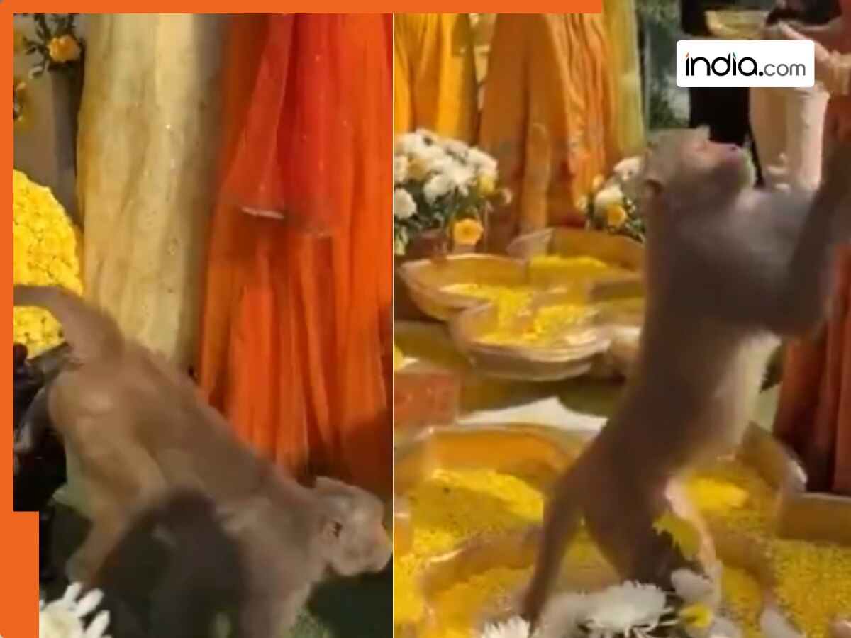 Bandar Ka Video: चल रहा था हल्दी का फंक्शन अचानक मेहमानों के बीच कूद ...