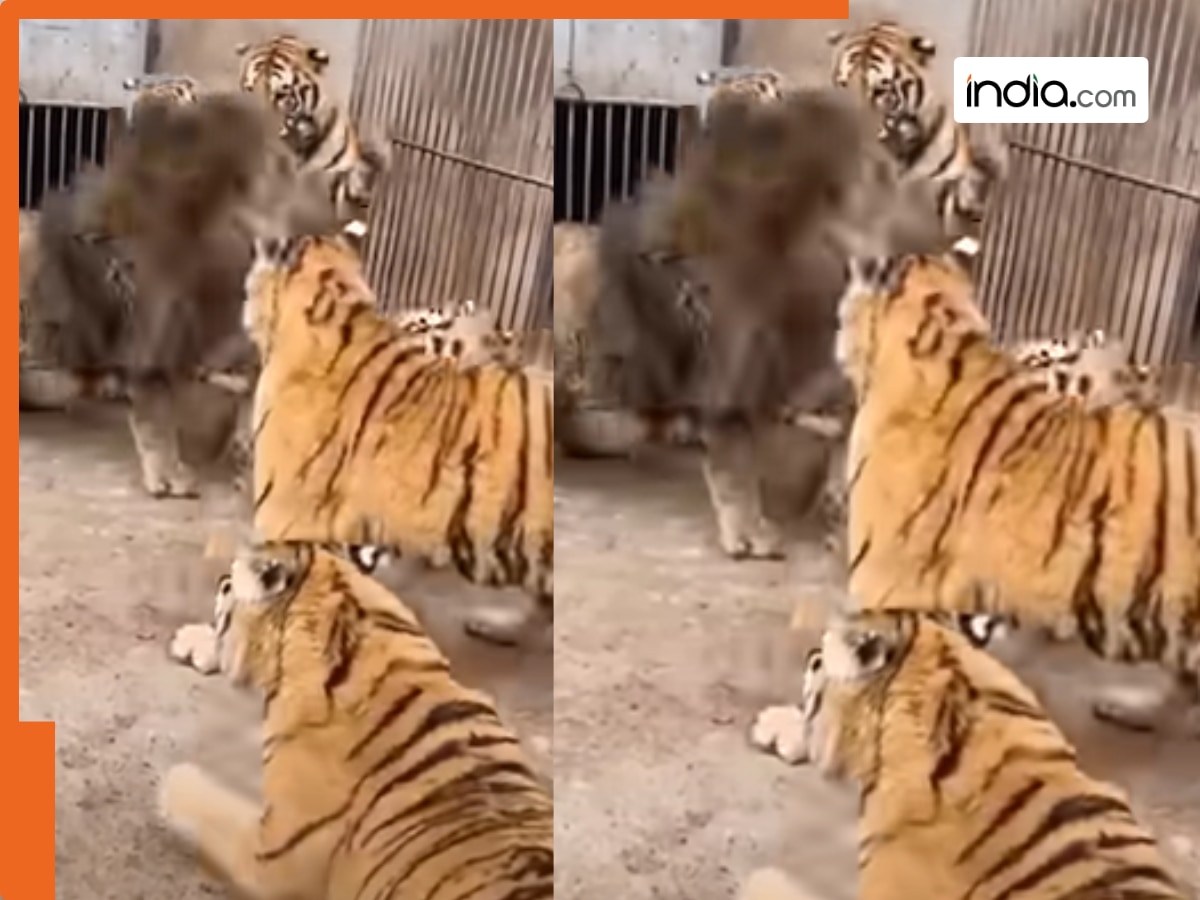 Sher Ka Video: बाघों के झुंड में फंस गया अकेला शेर, अगले पल जो हुआ देख ...