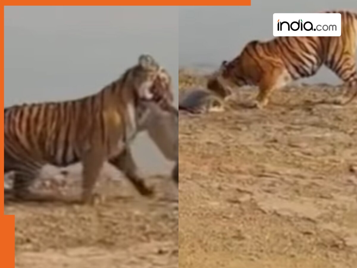 Tiger Ka Video: भारी-भरकम कछुए को उठाकर भागी बाघिन, नजारा देख सहम गए टूरिस्ट | देखें वीडियो