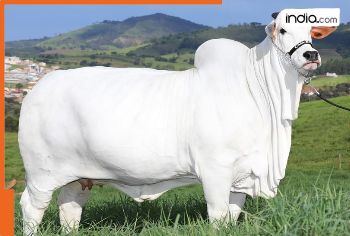 World's most expensive cow is worth Rs..., it's famous because..., not ...