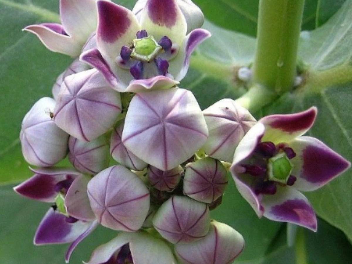 Shiv Puran Offer These Flowers on Lord Shiva on Maha Shivratri 2025 To ...