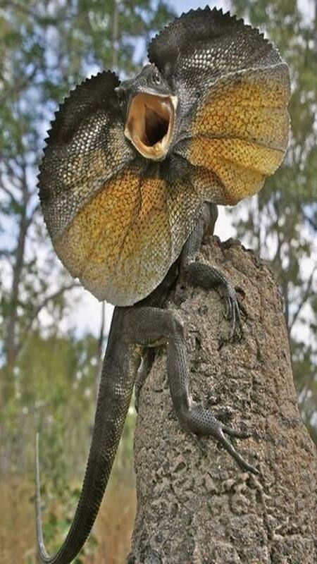 Prehistoric Animals Alive Today 25 Bizarre Prehistoric Animals That