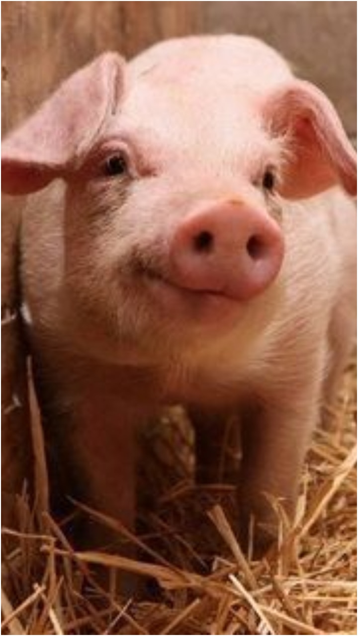 9 Wild animals known for their intelligence