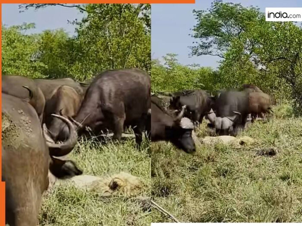 Sher Ka Video: आफत दिखी तो बेहोशी का नाटक करने लगा शेर, फिर भी पिटाई से ...