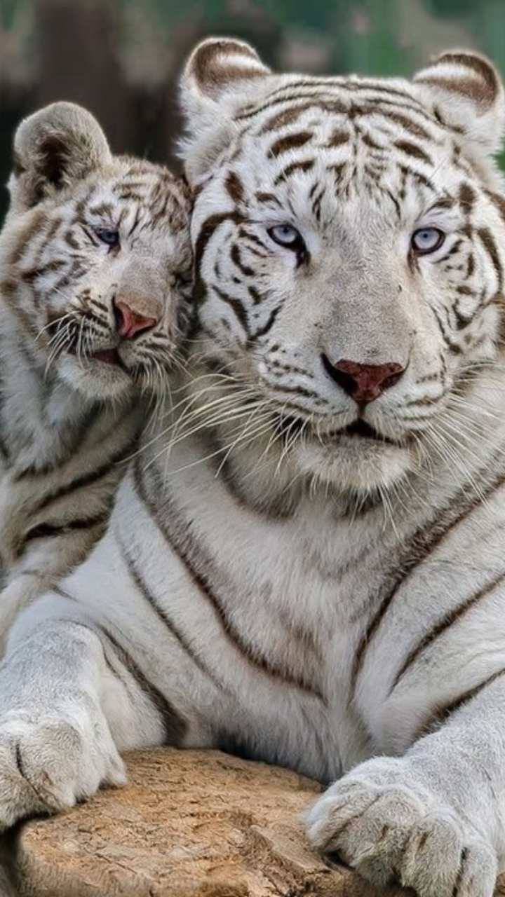 10 Great Places To See White Tigers