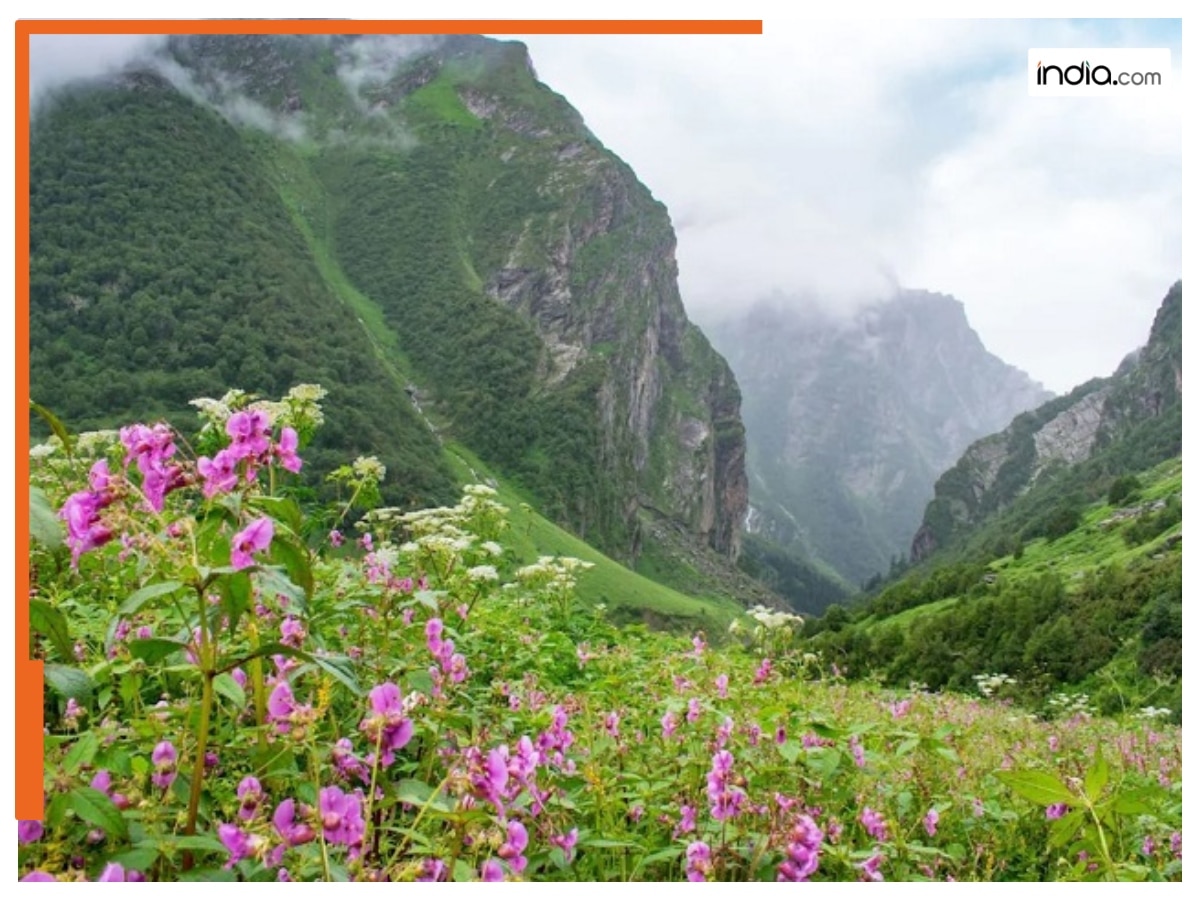 फूलों की घाटी: 500 प्रजातियों के फूल देखने हैं तो घूमिये यहां, विजिट का ...