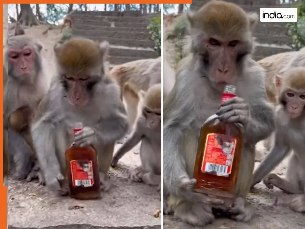 Bandar Ka Video: लड़के ने बंदर को दे दी शराब की बोतल, फिर जो हुआ देखकर ...