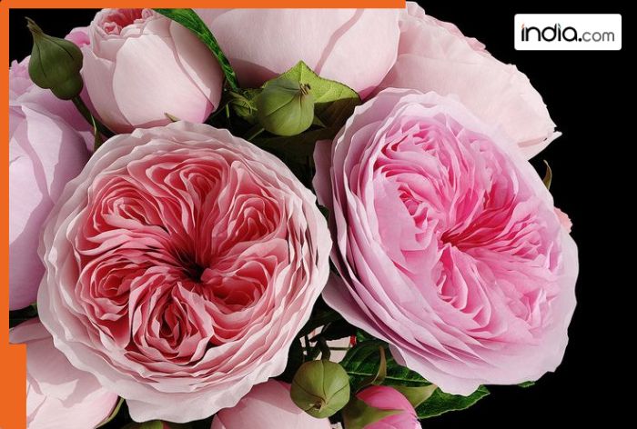 World's most expensive rose costs Rs..., you can buy a house and even ...