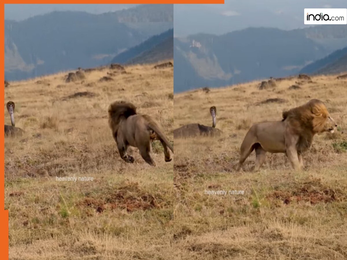 Sher Ka Video: अचानक आमने-सामने आ गए कोबरा और शेर, फिर जो हुआ सोच भी ...