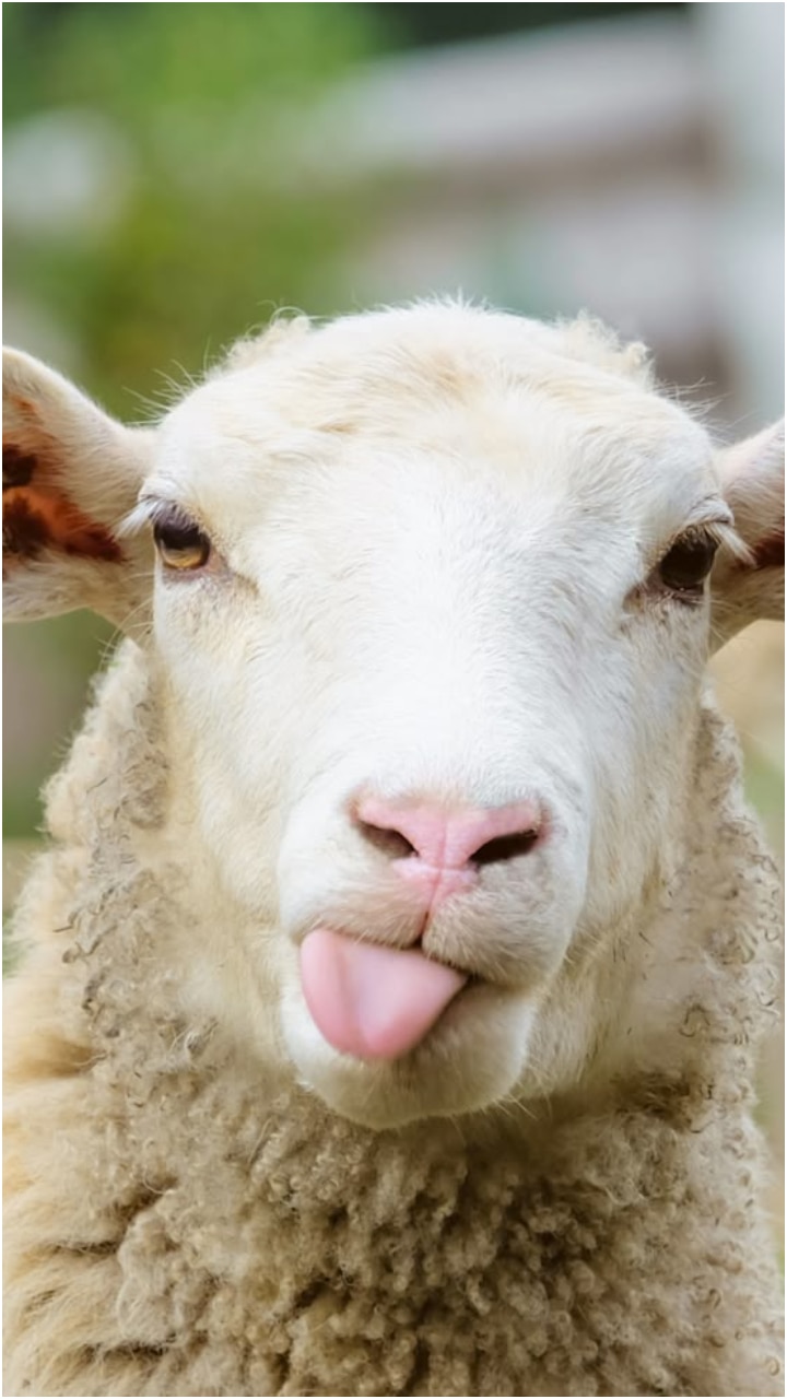 8 world’s most calm and peaceful wild animals