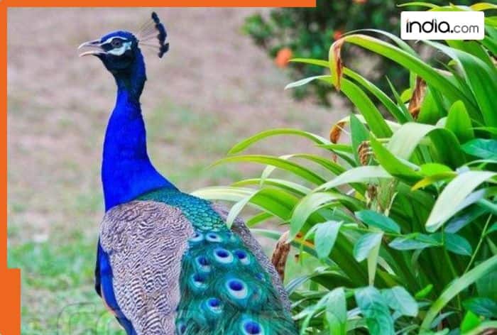 Peacock was named national bird of India on..., Peacock was chosen due ...