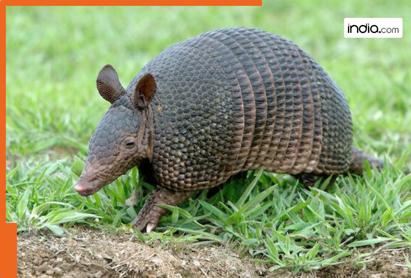 'बुलेटप्रूफ' होती है इस जानवर की चमड़ी! बड़ी से बड़ी बंदूक का भी नहीं ...