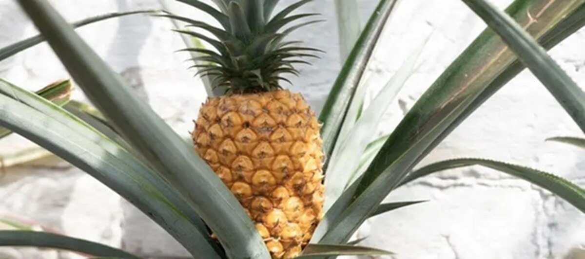 ये हैं दुनिया के 6 सबसे महंगे फल, कीमत जानकर घूम जाएगा दिमाग, एक की ...