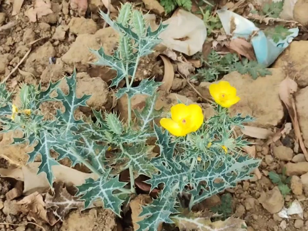 पुरुषों के लिए वरदान से कम नहीं ये हरा पत्ता, खाने के कुछ दिन बाद नस-नस ...