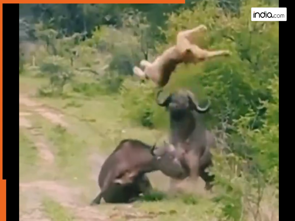 Sher Ka Video: भैंस की ताकत देख कांप उठा शेर, जान बचाकर भागा जंगल का राजा | देखें Viral वीडियो