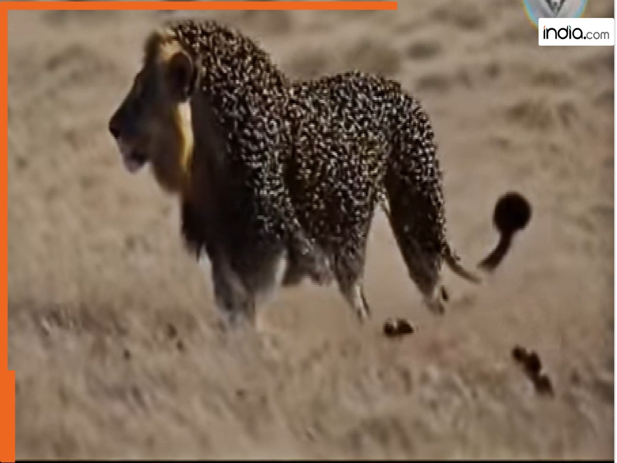 Sher Ka Video: शेर के ऊपर ही मधुमक्खियों ने लगा दिया छत्ता, चाहकर भी कुछ ना कर पाया जंगल का राजा ...