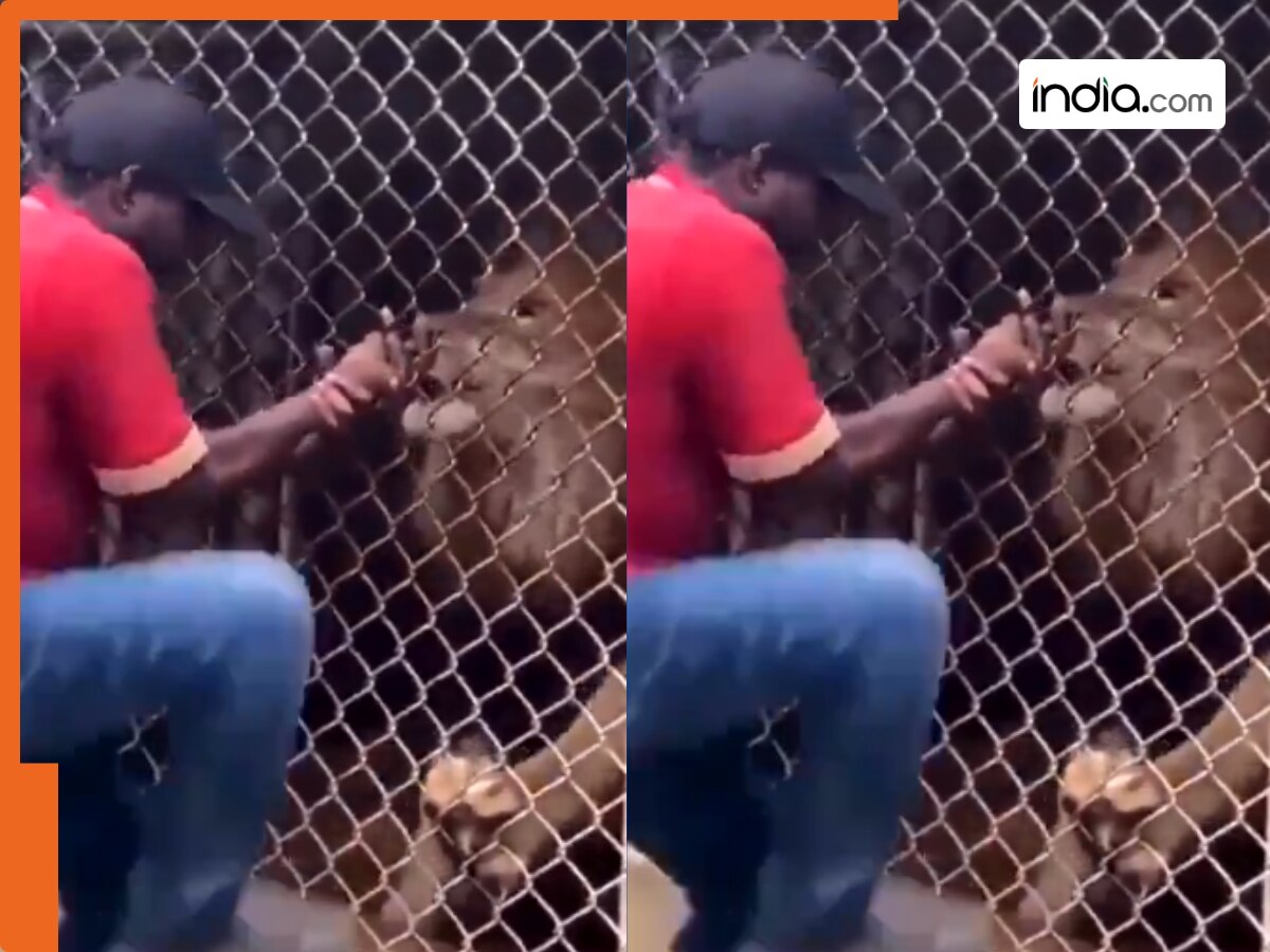 Sher Ka Video: शेर के साथ शख्स को मस्ती करना पड़ा भारी, जंगल के राजा ने कर दिया बुरा हाल | देखें ...