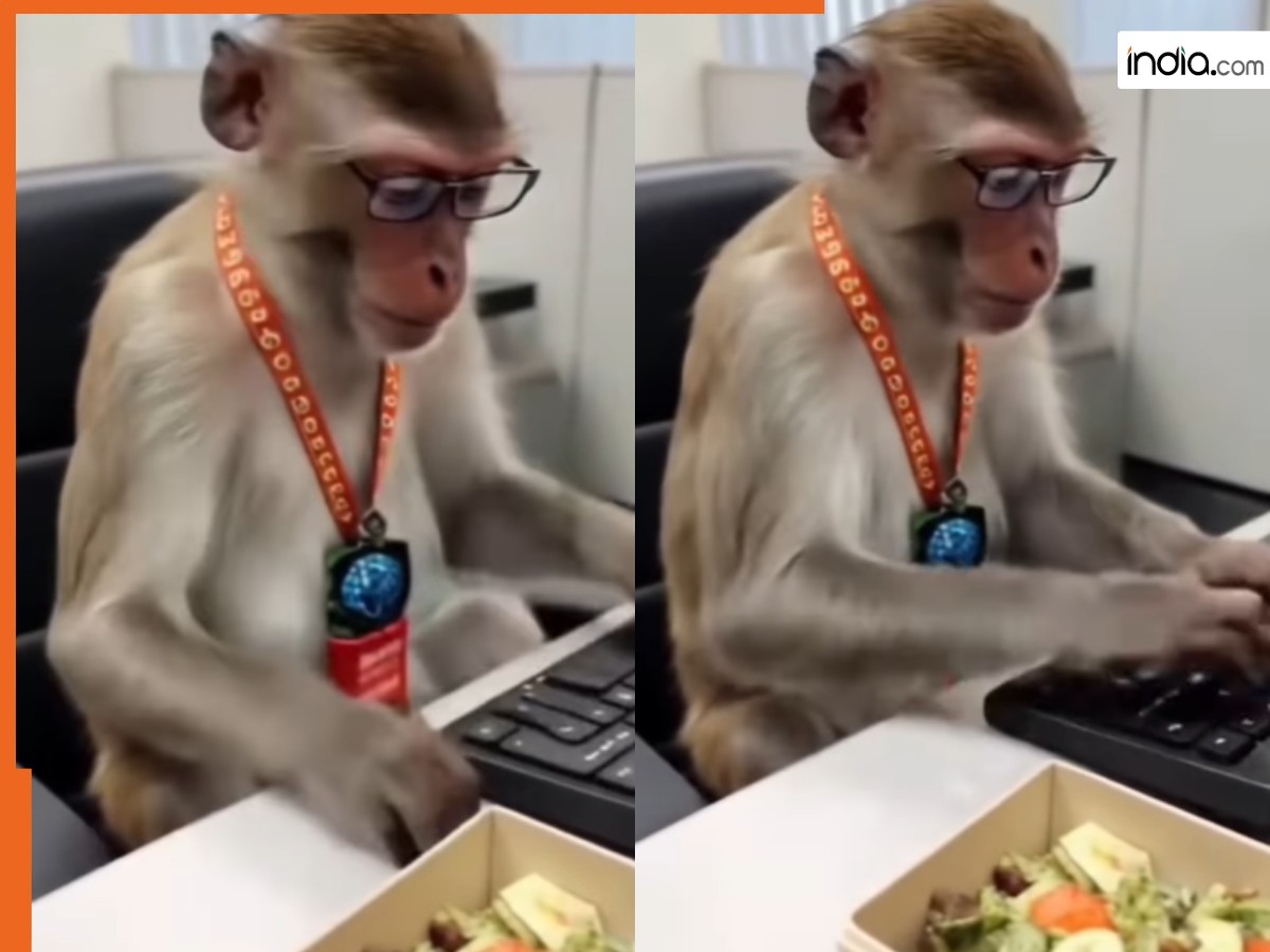 Bandar Ka Video: ऑफिस में कंप्यूटर पर काम करता दिखा बंदर, टाइपिंग स्पीड ...