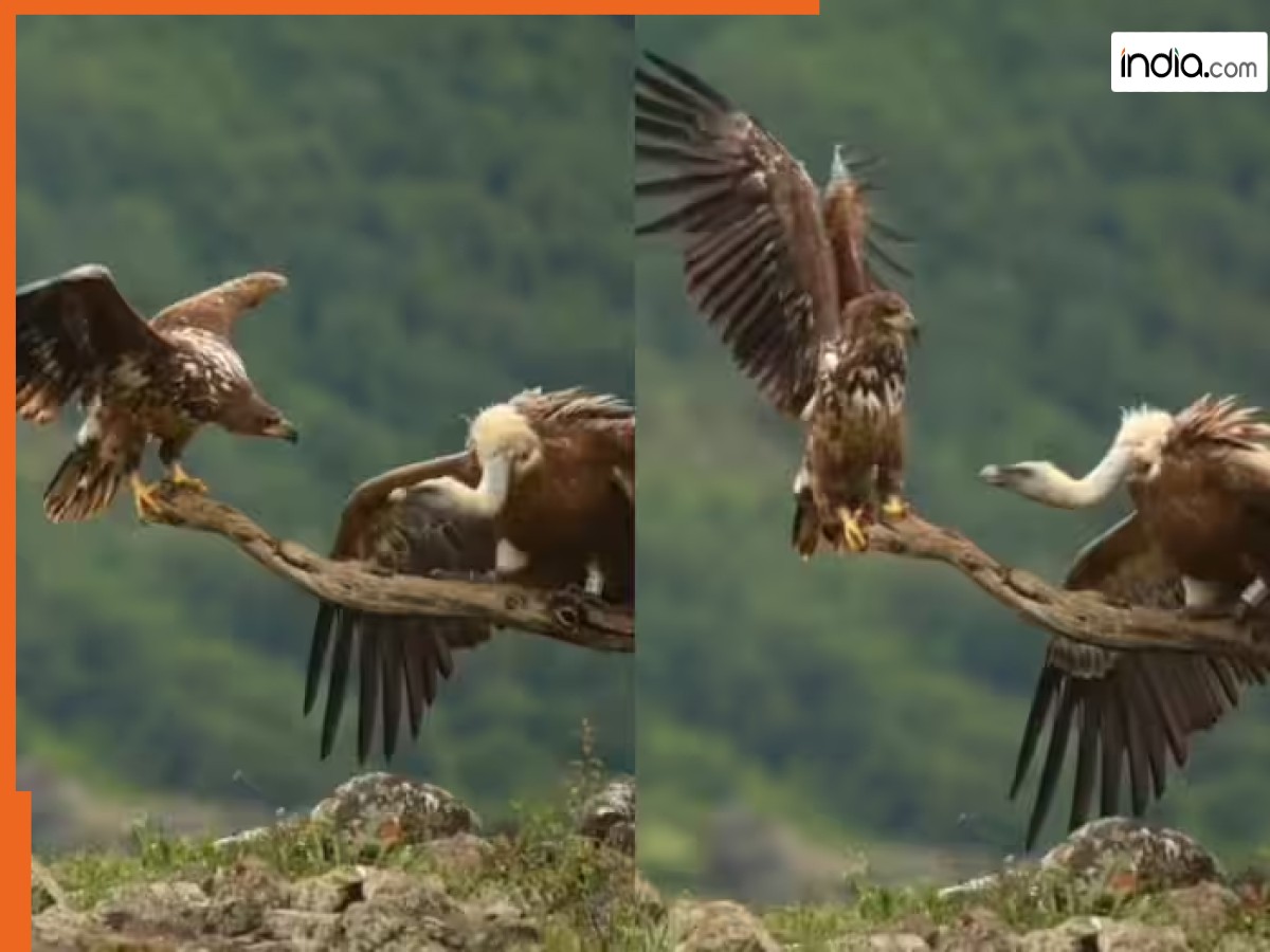Baaz Ka Video: आमने-सामने आते ही बाज से भिड़ गया गिद्ध, फिर जो हुआ ...