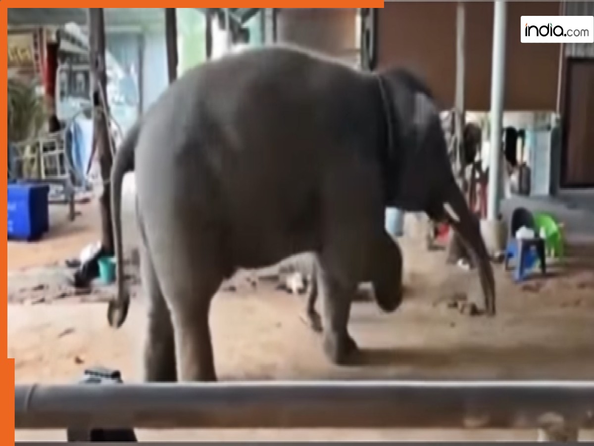 Hathi Ka Video: मंदिर में भजन सुनते ही नाचने लगा छोटा हाथी, ढोल पर ऐसा ...