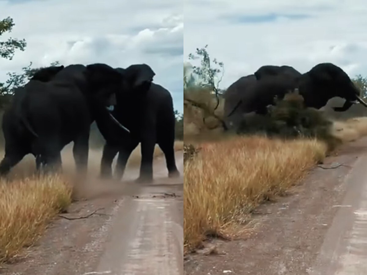 Hathi Ka Video: दो हाथियों की लड़ाई में पेड़ का निकल गया कचूमर, भयानक ...