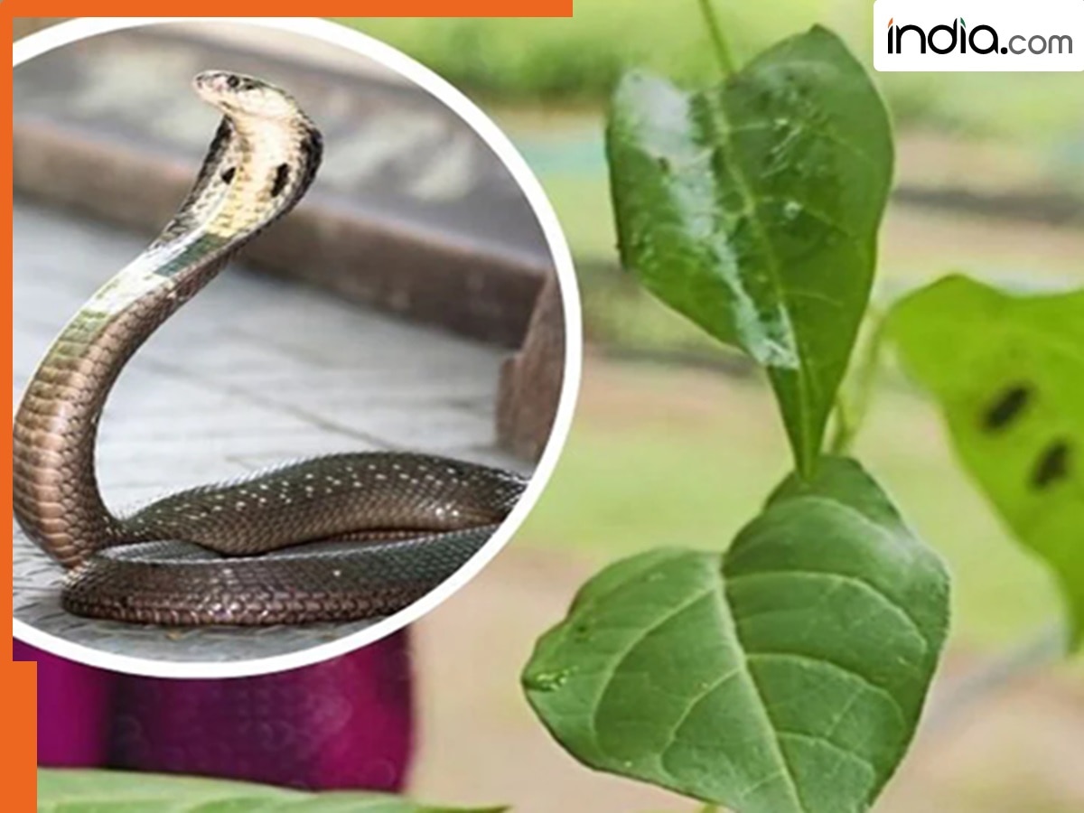 इन 5 पौधों से थर-थर कांपते हैं सांप, आदिवासियों ने खोज निकाला है ये फंडा