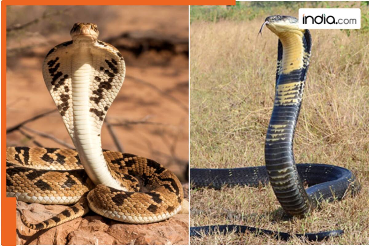 Indian King Cobra Snake Pictures