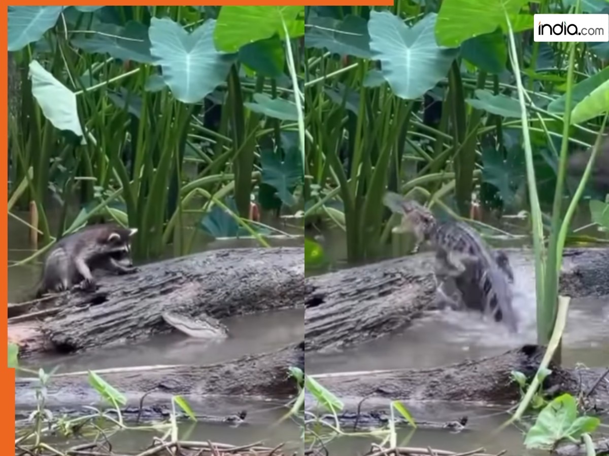 Magarmach Ka Video: शिकार की फुर्ती से मात खा गया मगरमच्छ, चाहकर भी ...