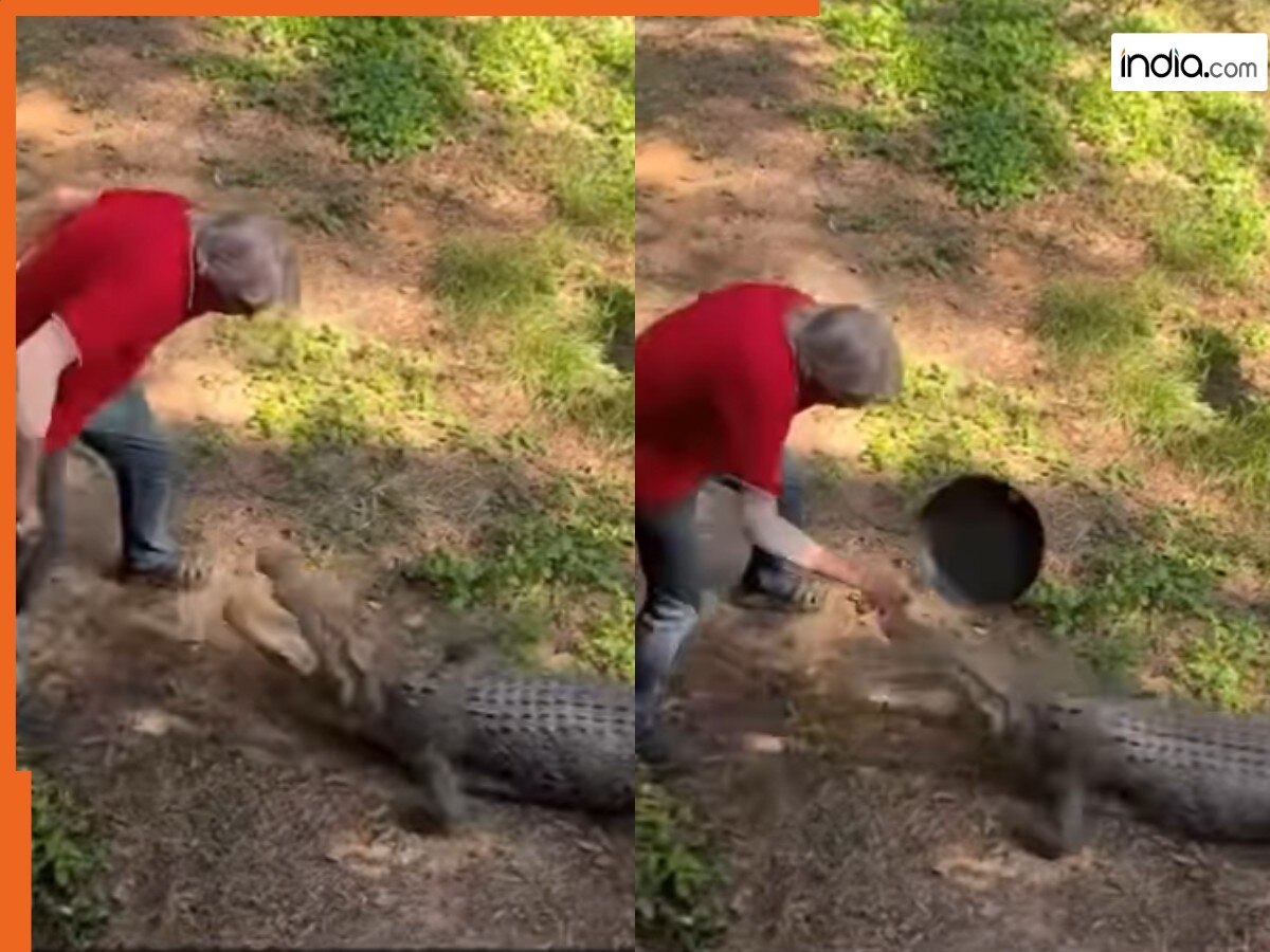 Magarmach Ka Video: हमला करके फंस गया मगरमच्छ, बुजुर्ग ने फ्राई पैन से ...