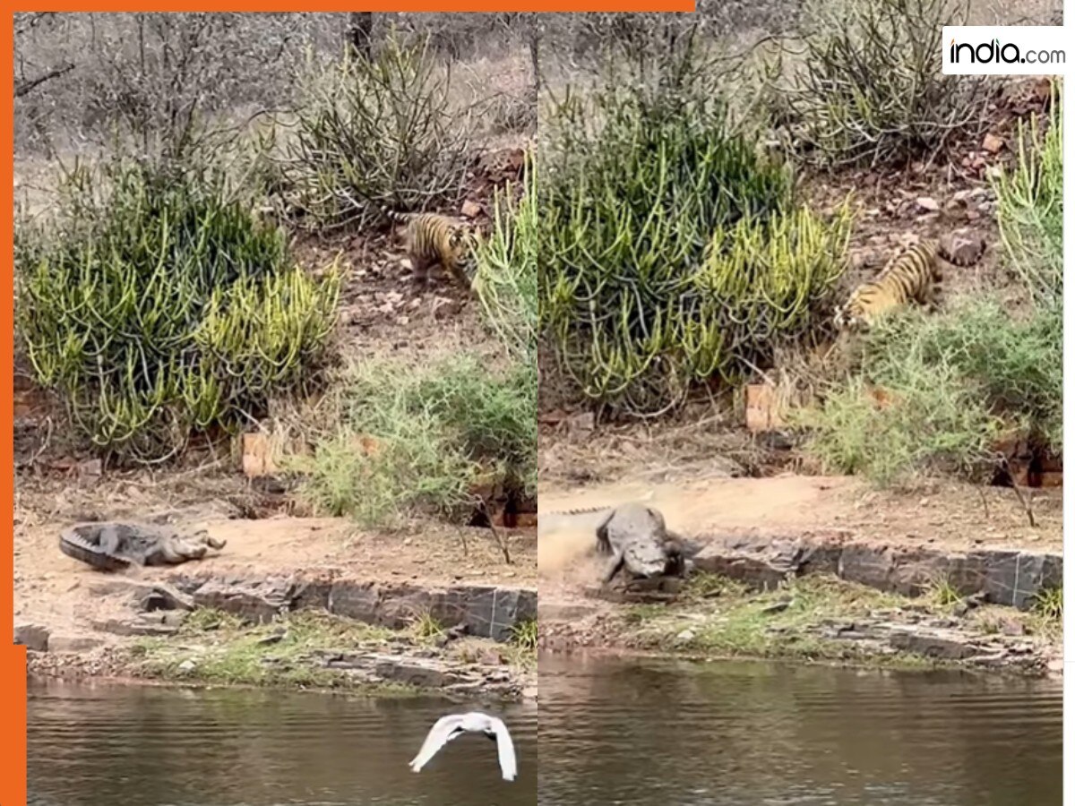 Magarmach Ka Video: पानी से निकलते ही बाघ से हो गया मगरमच्छ का सामना ...