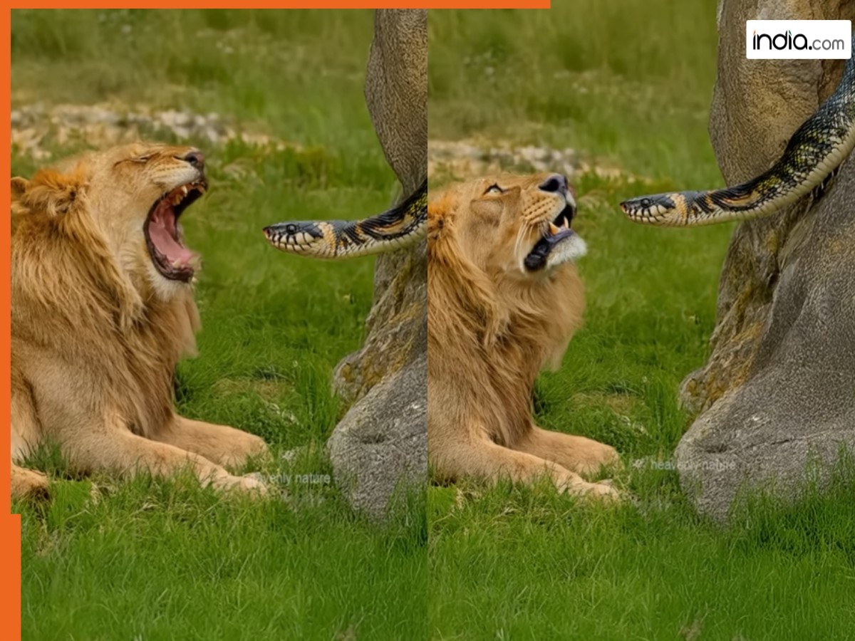 Sher Ka Video: मुंह खोलते ही शेर के पास आ गया सांप, फिर जो हुआ सपने में ...