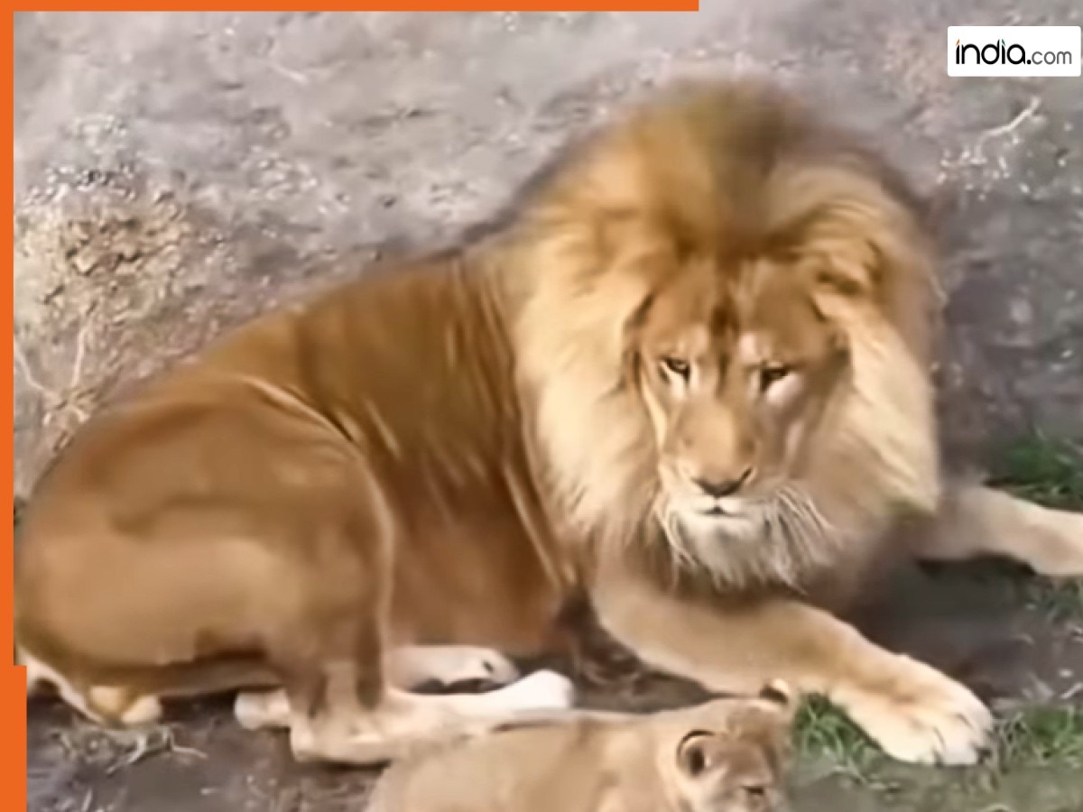 Sher Ka Video: जो किसी से नहीं डरा अपने बच्चे से ही डर गया, शेर का यह वीडियो होश उड़ा देगा | देखिए