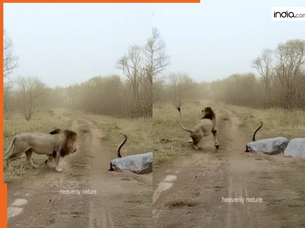 Sher Ka Video: किंग कोबरा पर हमला कर फंस गया शेर, ऐसा भयंकर पलटवार हुआ ...