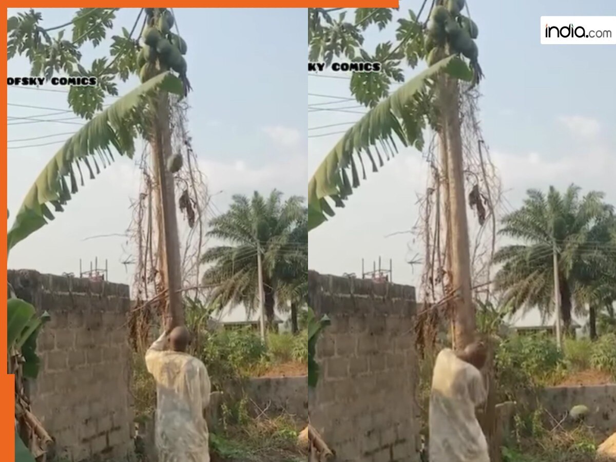 Chachaji Ka Video: पपीता तोड़ने के चक्कर में सूज गई चाचाजी की खोपड़ी ...