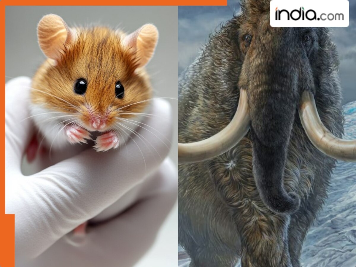 वैज्ञानिकों ने लैब में दिया 'ऊनी चूहों' को जन्म, क्या अब लौटेंगे पृथ्वी ...