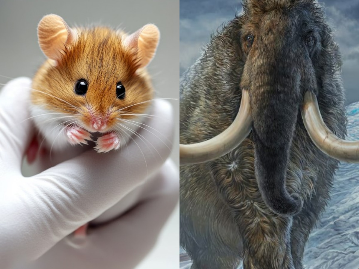 वैज्ञानिकों ने लैब में दिया 'ऊनी चूहों' को जन्म, क्या अब लौटेंगे पृथ्वी ...