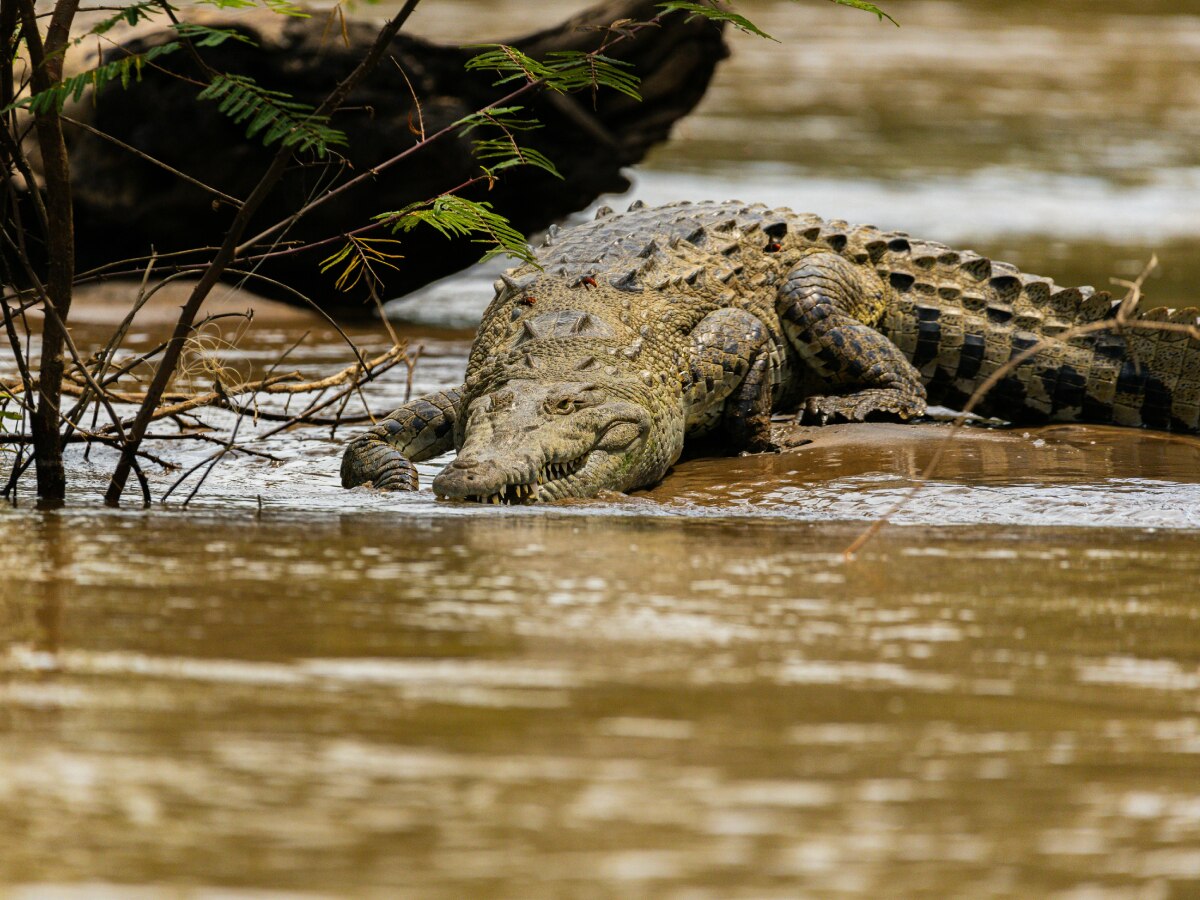 60 से भी ज्यादा नुकीले दांत, फिर भी शिकार को चबा नहीं पाता ये खूंखार ...