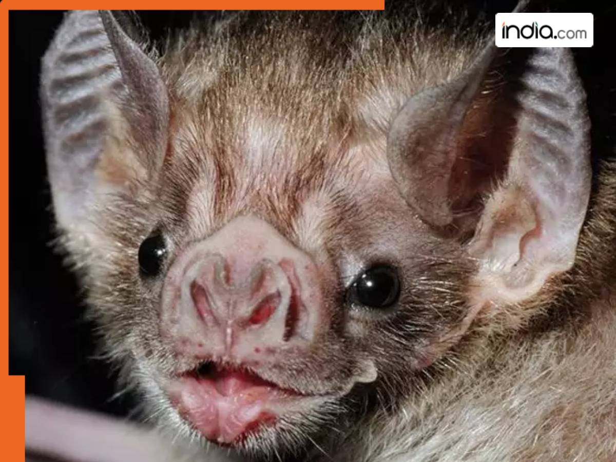दुनिया का इकलौता स्तनधारी जानवर, जो हवा में भरता है उड़ान, इंसानों का खून पीने के लिए है बदनाम!