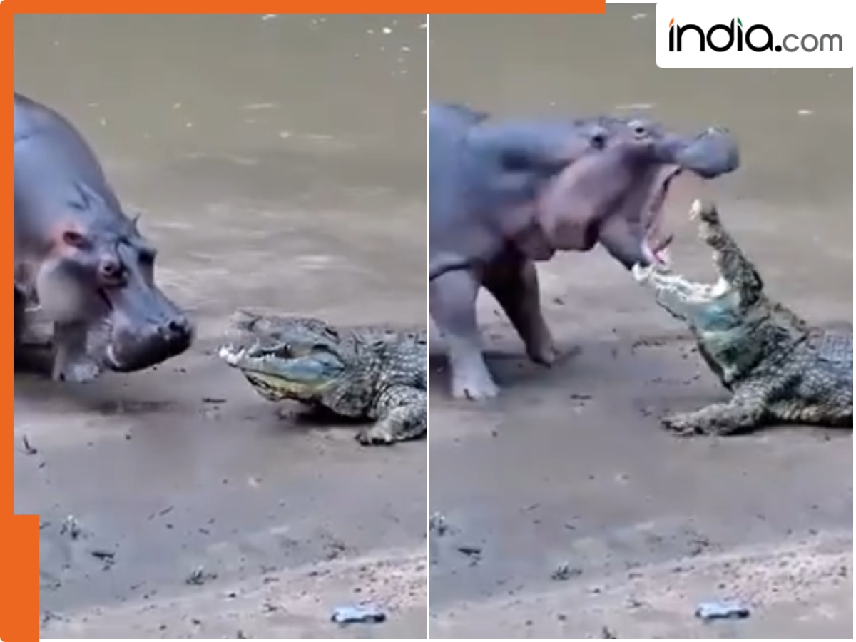 जब टकराए पानी के दो राजा मगरमच्छ vs दरियाई घोड़ा! Viral Video देख सच में उड़ जाएंगे होश