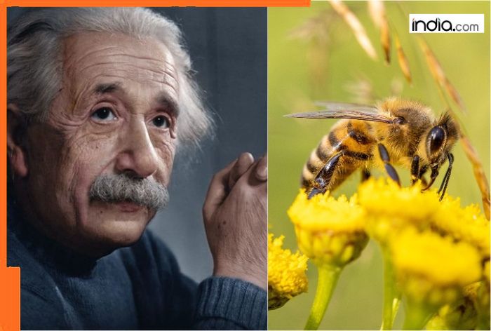Will humans die out within a week if bees go extinct? Einstein's ...