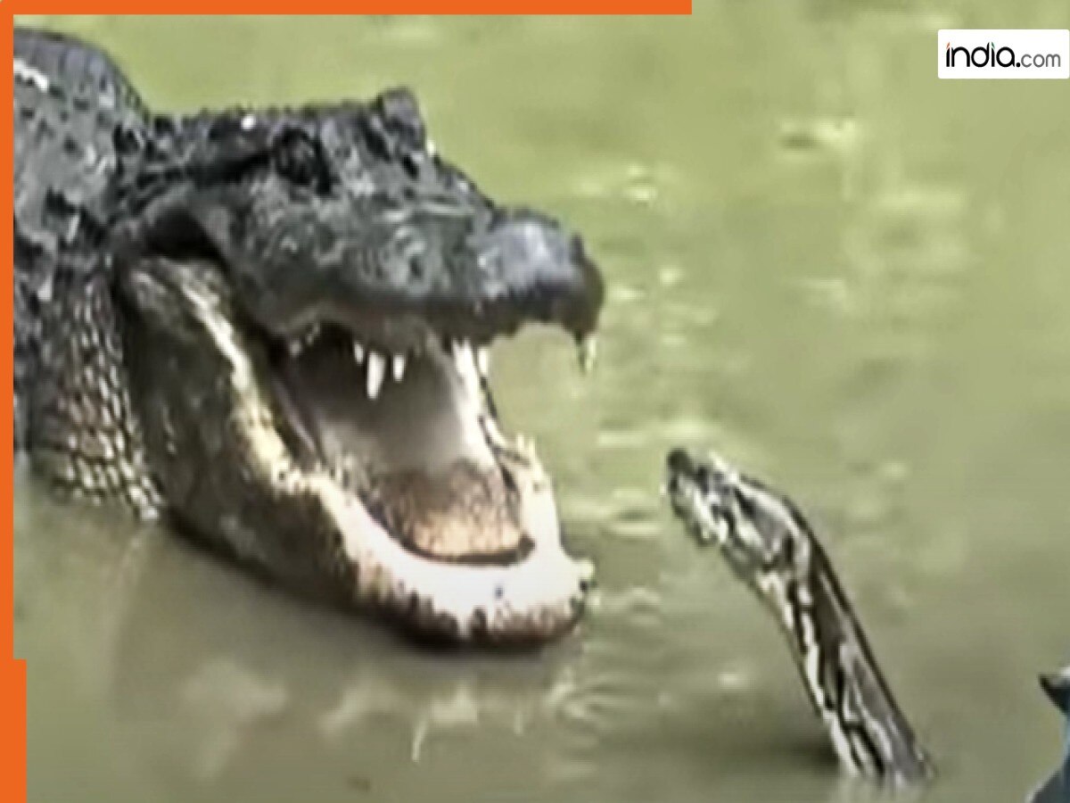Magarmach Ka Video: पानी में सामने पड़ गए मगरमच्छ और अजगर, हुई इतनी ...