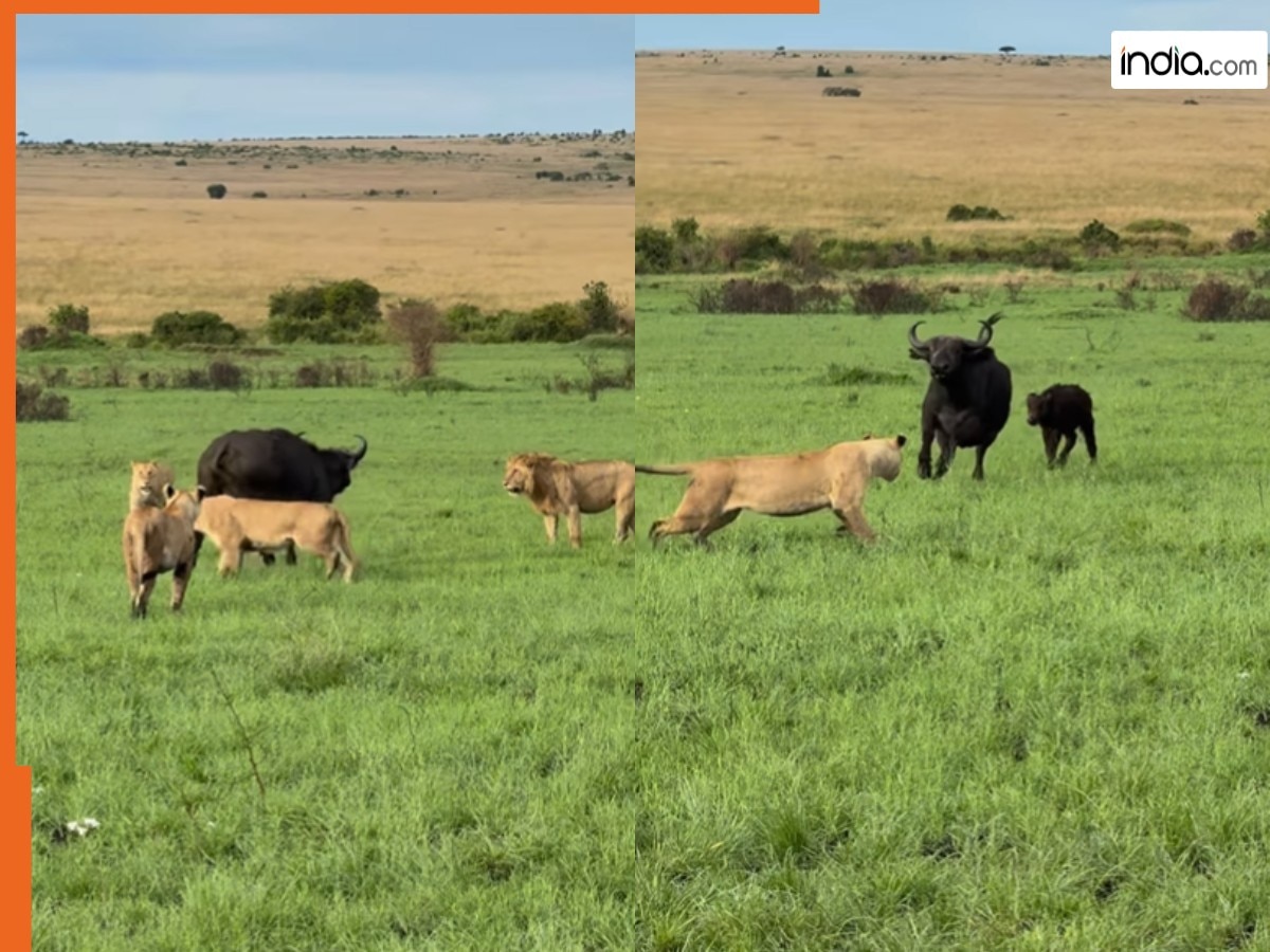 Wild Animal Video: शेरों के चक्रव्यूह में घिर गया भैंसा, तभी ऐसी बाजी ...