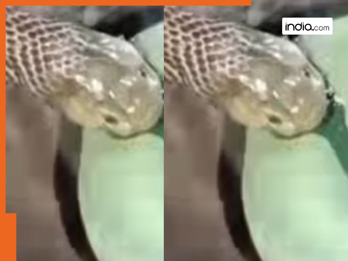 Snake Video: दीवार में छिपा बैठा था खतरनाक कोबरा, शख्स पर हमला करते ही ...