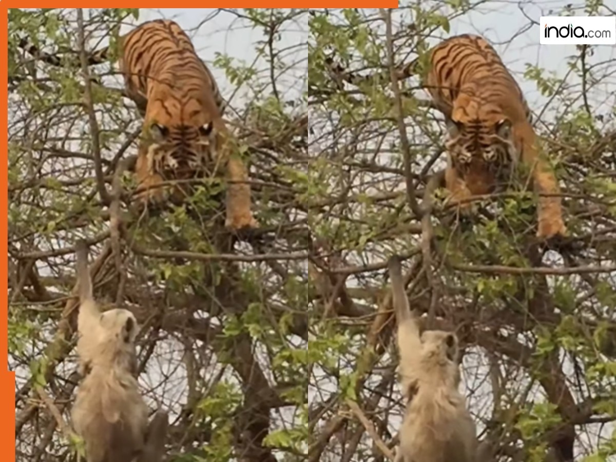 Bandar Ka Video: पेड़ पर अटैक करने की गलती कर गया बाघ, बंदर ने ऐसा मजा ...