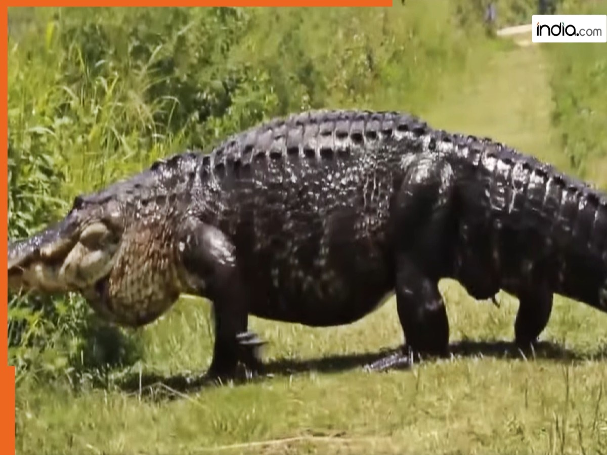 Magarmach Ka Video: कैमरे में कैद हुआ दुनिया का सबसे बड़ा मगरमच्छ! आकार ...