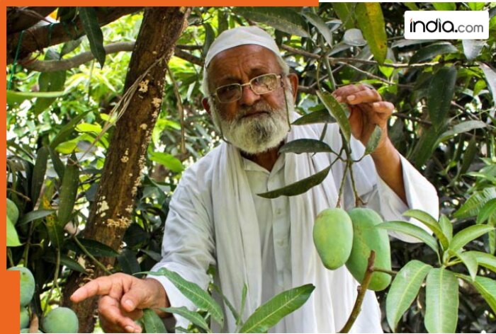 Meet man who grows 300 types of mangoes on a tree, Aishwarya Rai ...