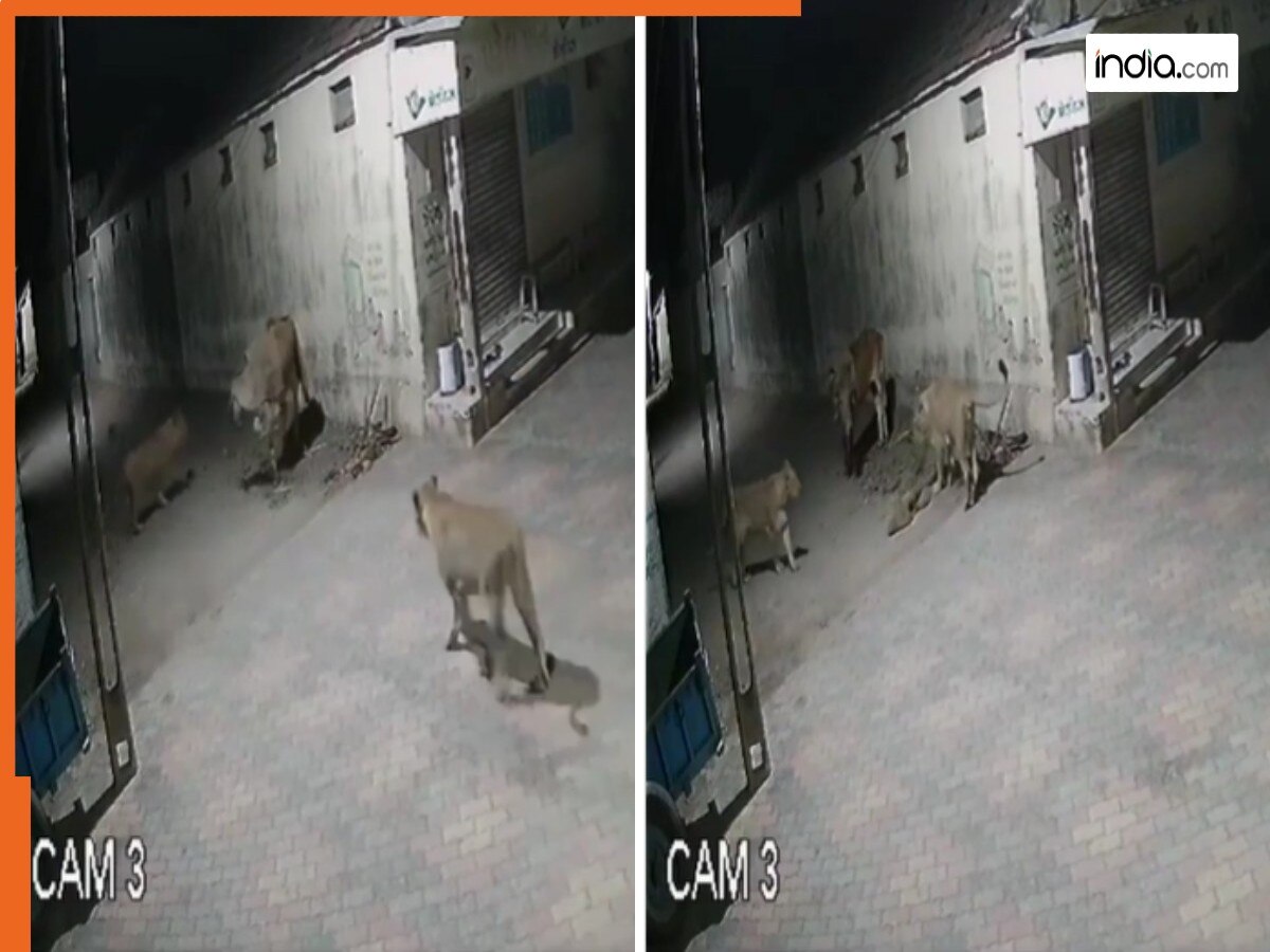 Sher Ka Video: रात के अंधेरे में दो शेरों ने मिलकर घेर लिया बैल, फिर जो ...